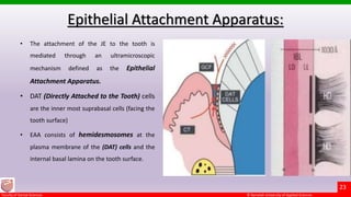 Epithelial Attachment