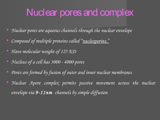 ultra structure of nucleus | PPT
