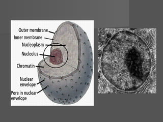 ultra structure of nucleus | PPT