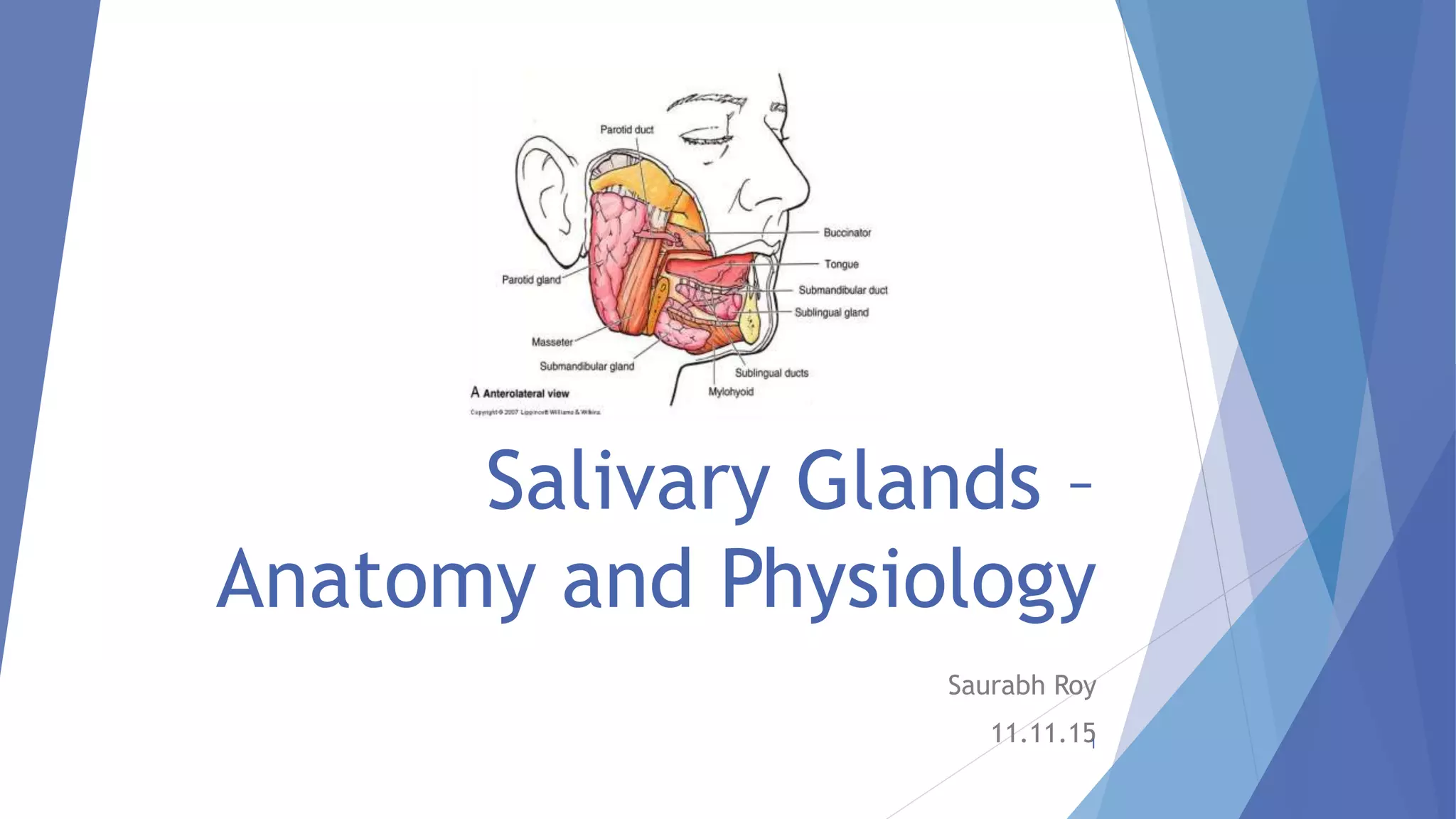 Salivary glands – anatomy and physiology | PPTX