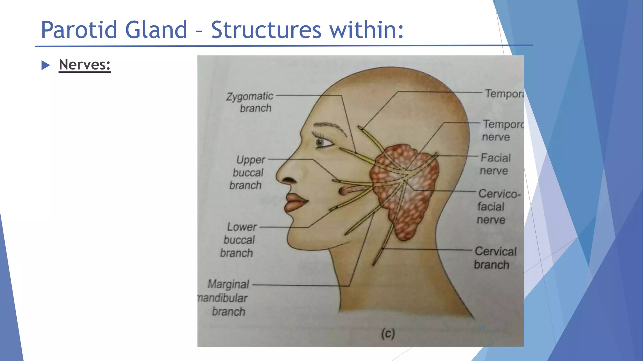 Salivary glands – anatomy and physiology | PPTX