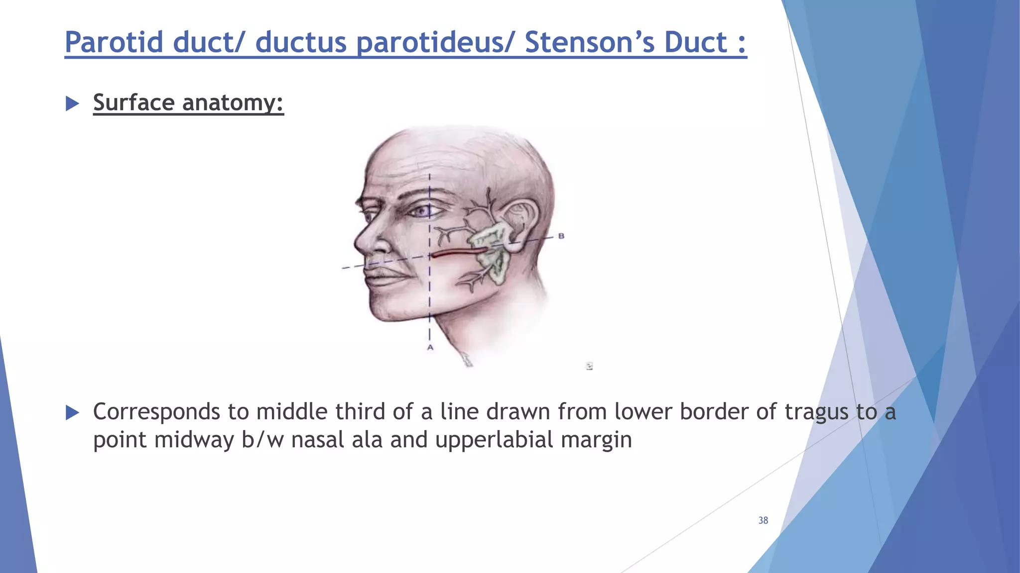 Salivary glands – anatomy and physiology | PPTX