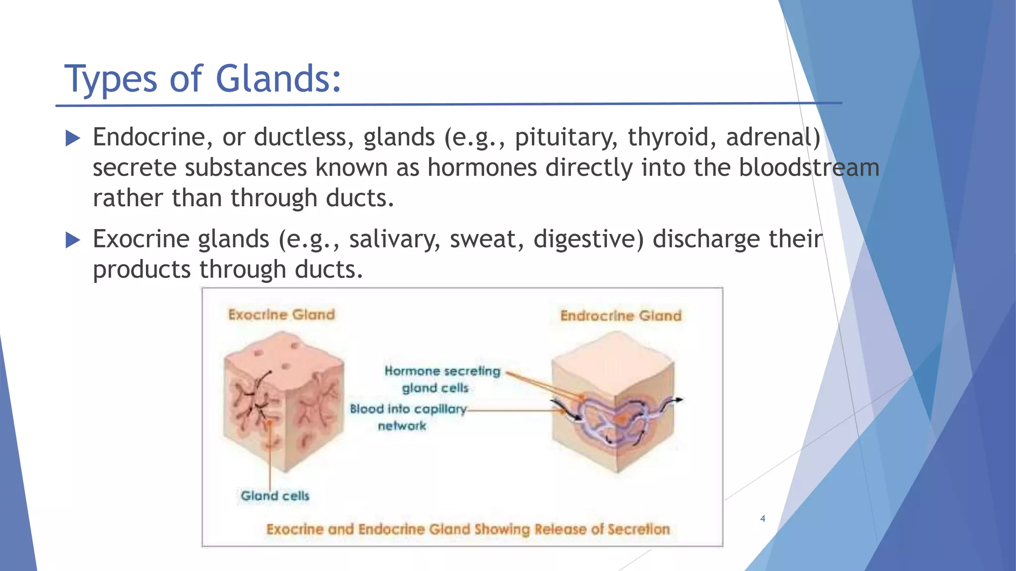 Salivary glands – anatomy and physiology | PPTX