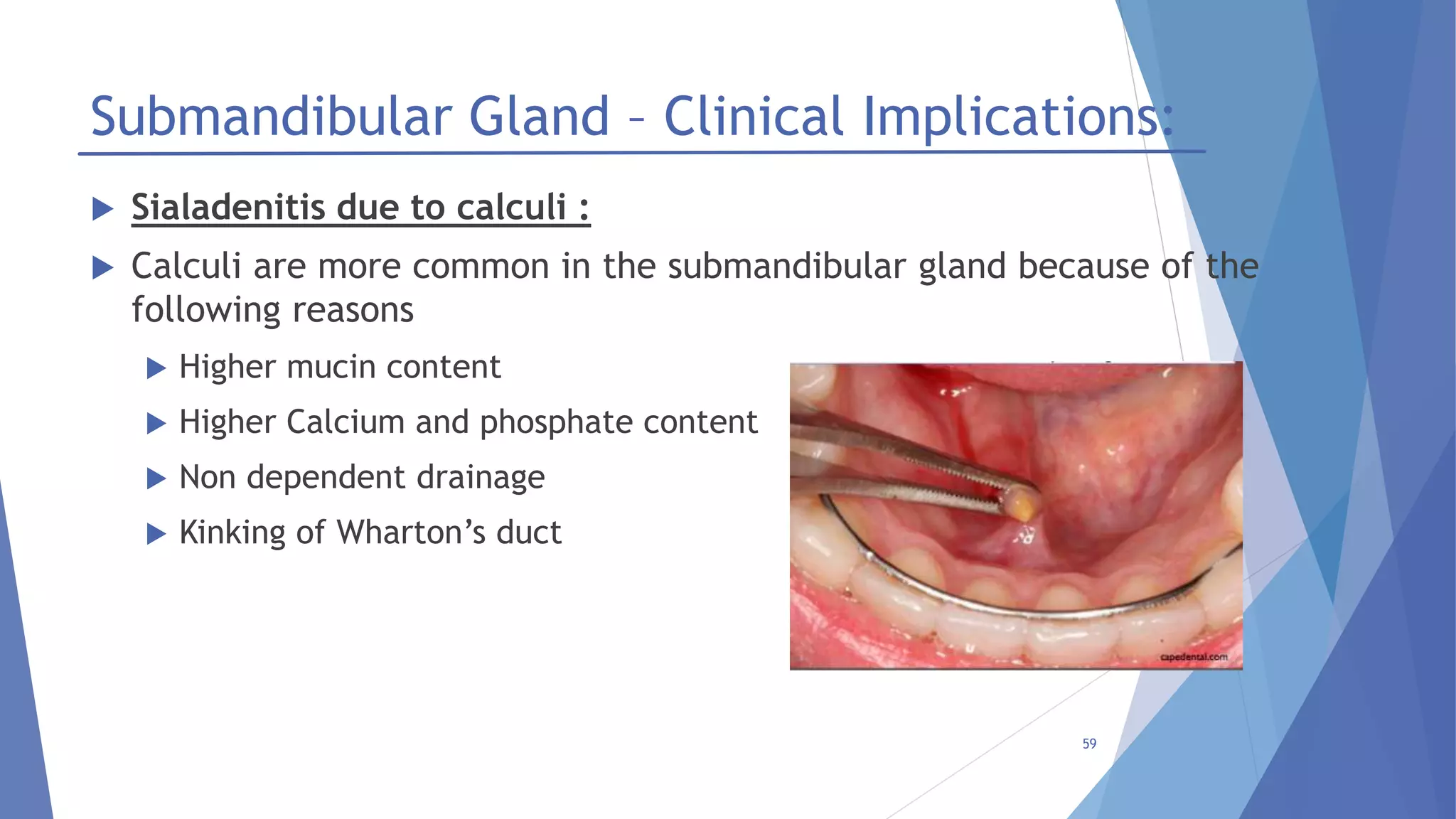 Salivary glands – anatomy and physiology | PPTX