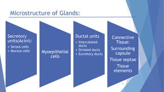Salivary glands – anatomy and physiology | PPTX