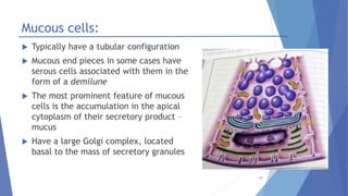 Salivary glands – anatomy and physiology | PPTX