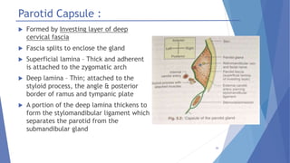 Salivary glands – anatomy and physiology | PPTX