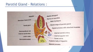 Salivary glands – anatomy and physiology | PPTX