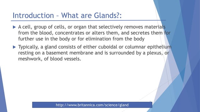 Salivary glands – anatomy and physiology | PPTX | Ear, Nose and Throat ...