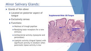 Salivary glands – anatomy and physiology | PPTX