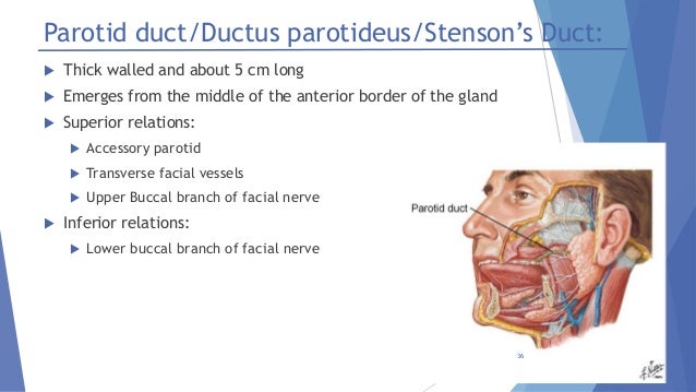 Salivary glands – anatomy and physiology