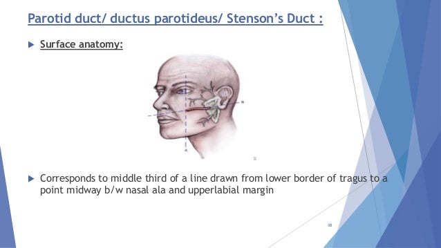 Salivary glands – anatomy and physiology