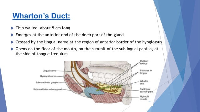 Salivary glands – anatomy and physiology Salivary glands – anatomy and physiology
