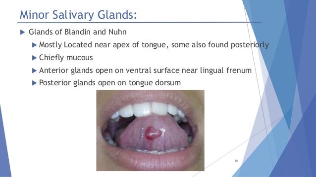Salivary glands – anatomy and physiology Salivary glands – anatomy and physiology