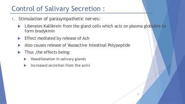 Salivary glands – anatomy and physiology