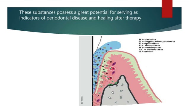 gingival crevicular fluid | PPT
