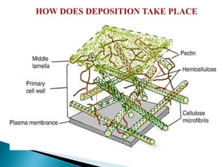Cell Ingrowths: Adcrustation & Incrustation, Transport cells | PPTX
