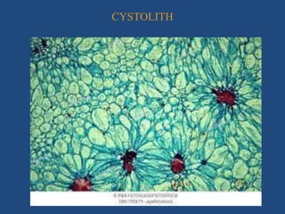 Plant Ergastic Substances and Cell Inclusions | PDF