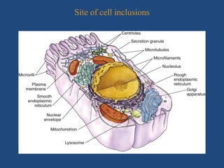 Plant Ergastic Substances and Cell Inclusions | PDF