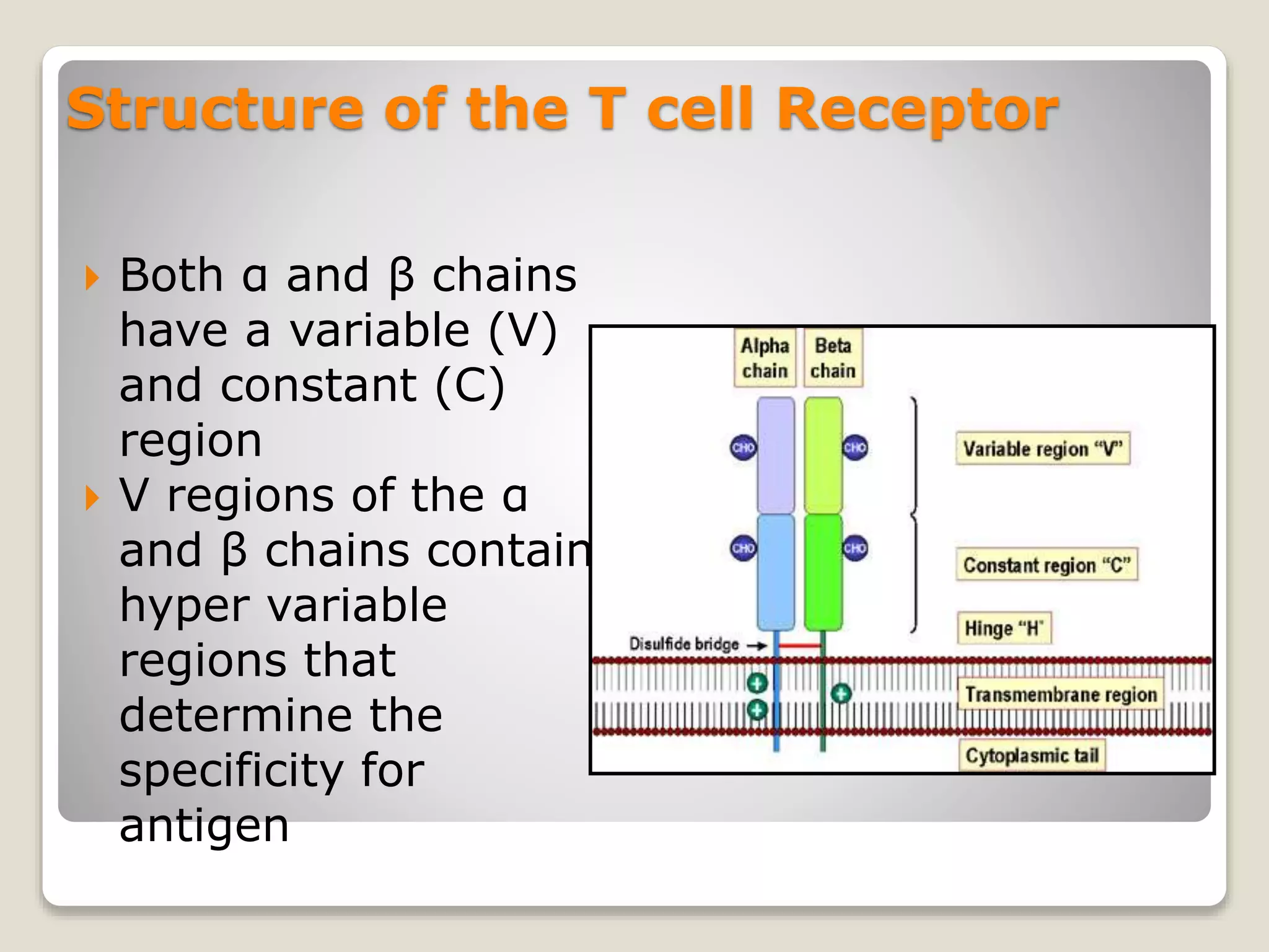 T-cell | PPTX