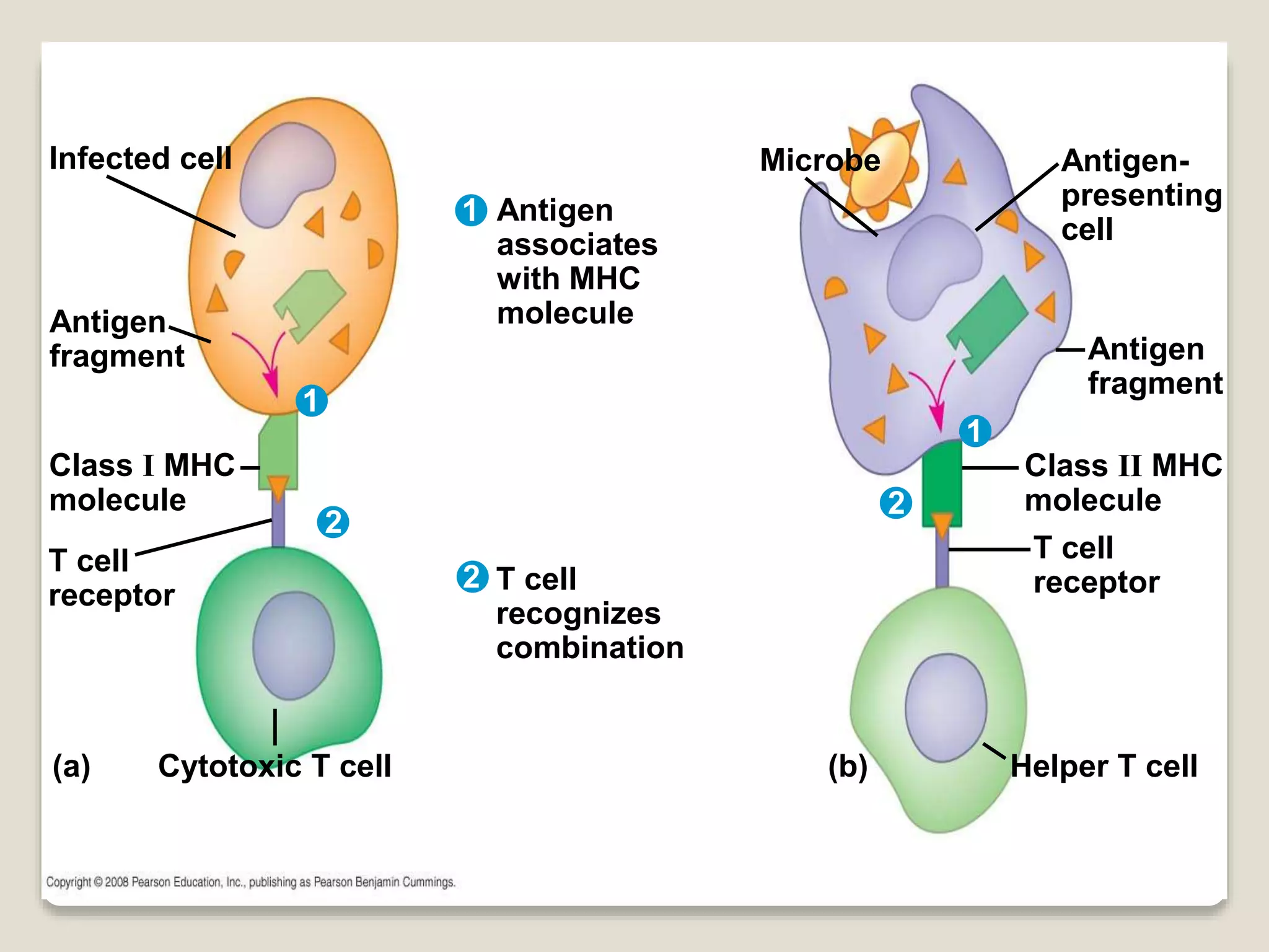 T-cell | PPTX