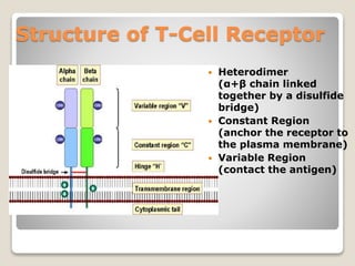 T-cell | PPTX