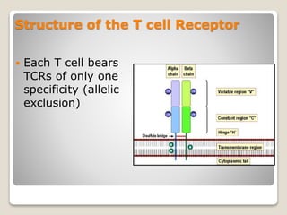 T-cell | PPTX