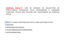 Sem3 tissue l2 complex tissue | PPT