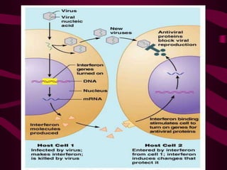 Interferons.pptx. | PPTX