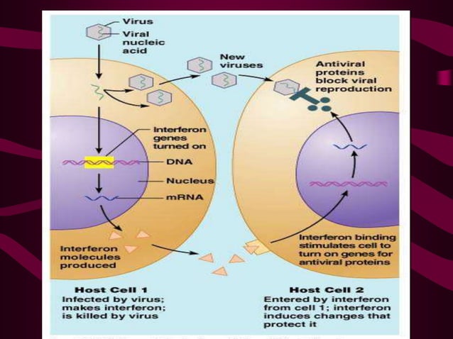 Interferons.pptx. | PPTX | Infectious Diseases | Diseases and Conditions
