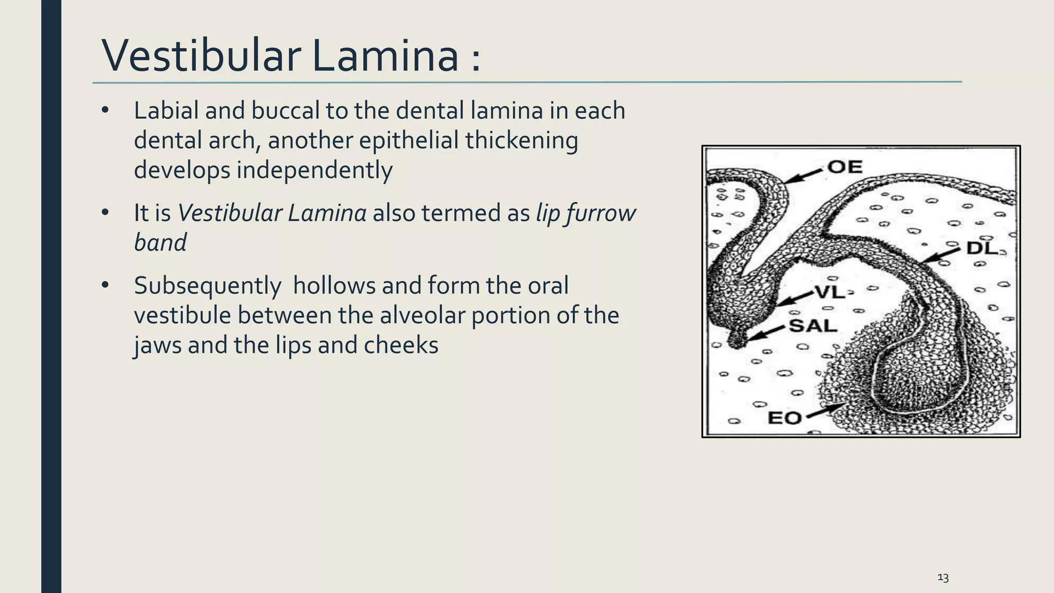 Tooth development, eruption & applied aspects | PPTX
