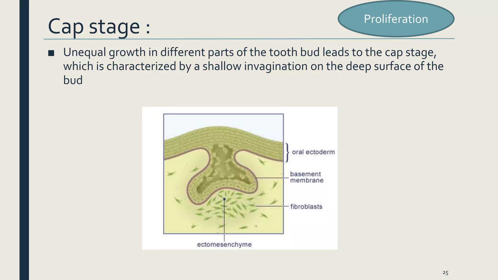 Tooth development, eruption & applied aspects | PPTX