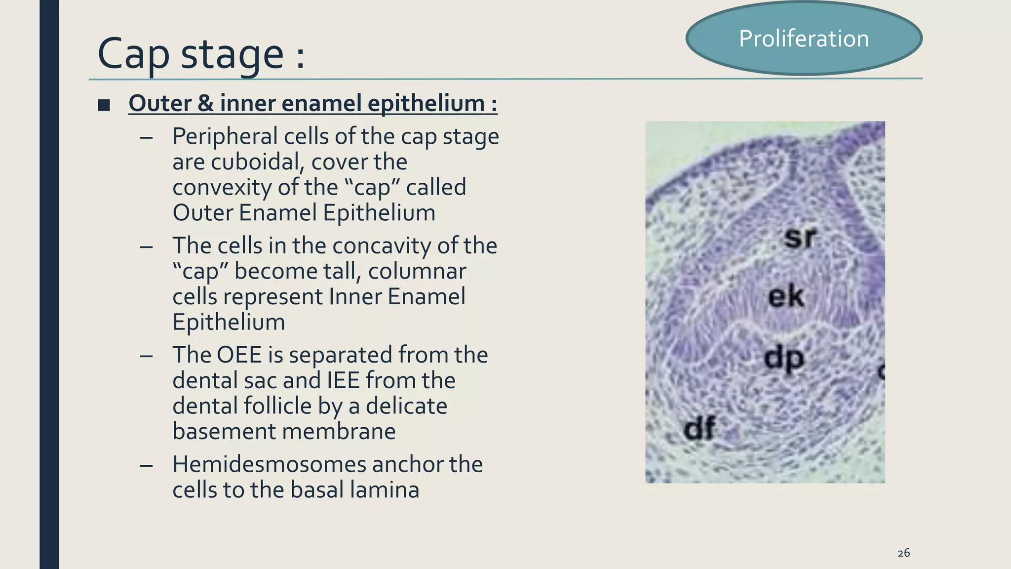 Tooth development, eruption & applied aspects | PPTX