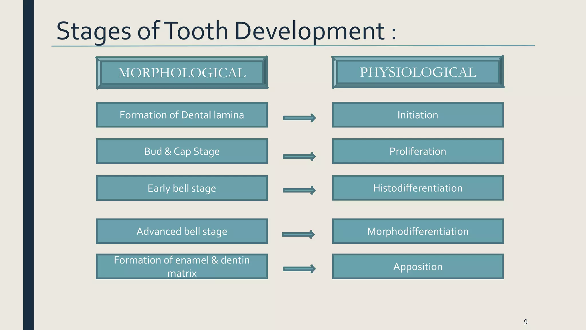 Tooth development, eruption & applied aspects | PPTX