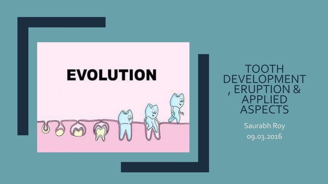 Tooth development, eruption & applied aspects | PPTX