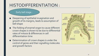 Tooth development, eruption & applied aspects | PPTX
