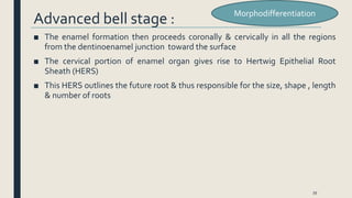 Tooth development, eruption & applied aspects | PPTX