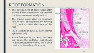 Tooth development, eruption & applied aspects | PPTX