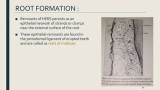 Tooth development, eruption & applied aspects | PPTX