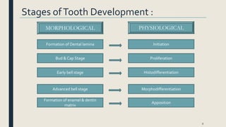 Tooth development, eruption & applied aspects | PPTX