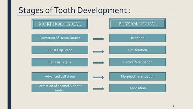 Tooth development, eruption & applied aspects | PPTX