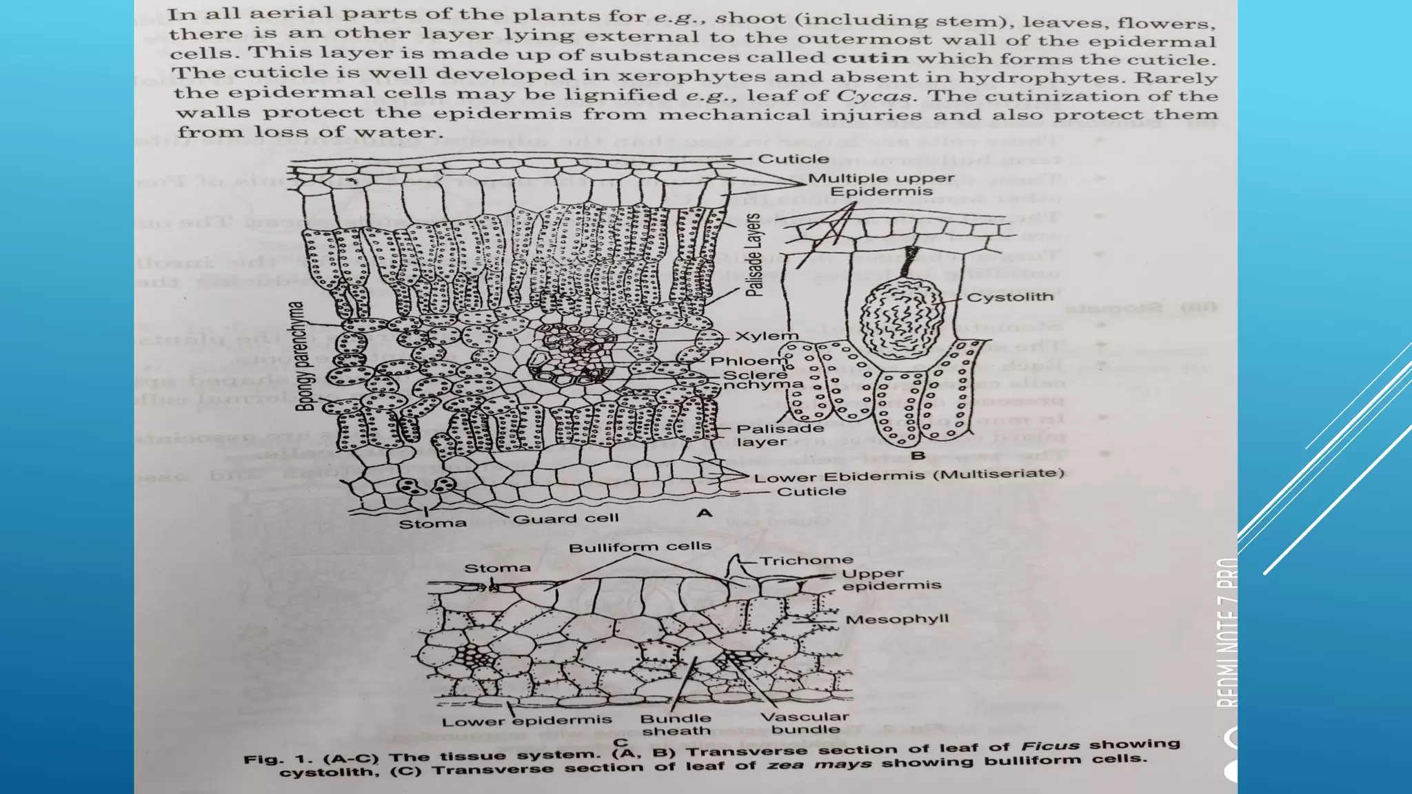 Sem 5 plant anatomy epidermal tissue stomata and trichomes | PDF