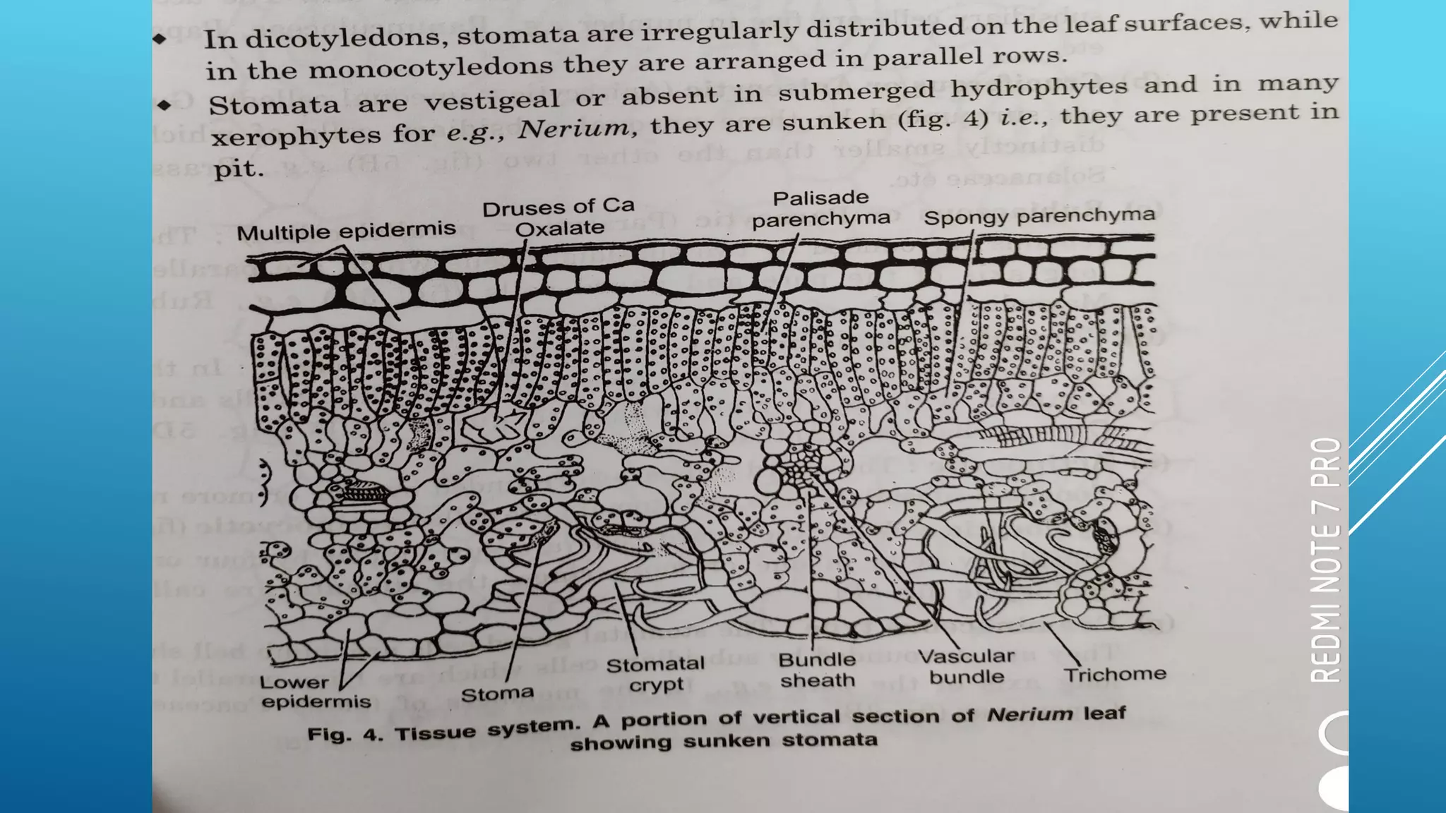Sem 5 plant anatomy epidermal tissue stomata and trichomes | PDF
