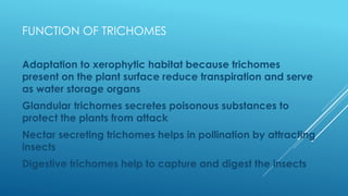 Sem 5 plant anatomy epidermal tissue stomata and trichomes | PPT