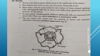 Sem 5 plant anatomy epidermal tissue stomata and trichomes | PDF