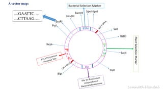 Introduction to plant biotechnology part 1 | PPT