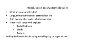 Comprehensive Overview of Macromolecules: Carbohydrates, Lipids, and ...