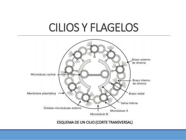 Semana 07 (citoesqueleto)