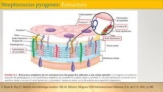 Streptococcus pyogenes | PPTX
