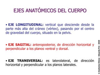 Cat2 uba ANATOMIA = EJES Y PLANOS | PPTX